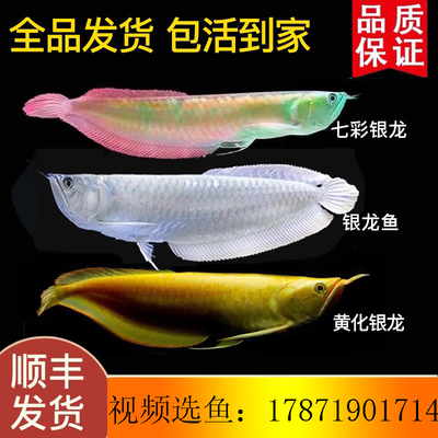 七彩银龙鱼银龙鱼活体红眼白子黄化银龙鱼观赏鱼淡水招财鱼稀有