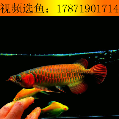 大湖红龙鱼活鱼高端观赏热带鱼全程养龙指导饲养带证书芯片包发色