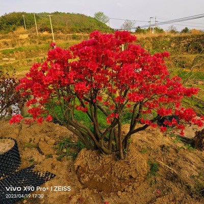 【包成活 带花苞】大别山映山红杜鹃花盆景庭院植物老桩黄花紫花