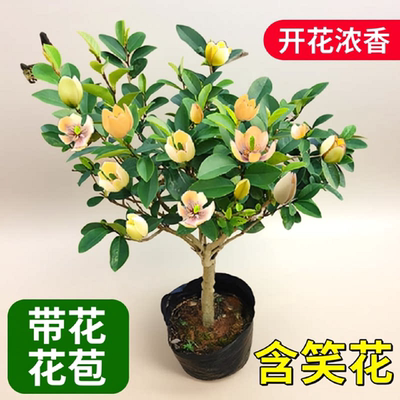 含笑花树苗盆栽地栽浓香型庭院