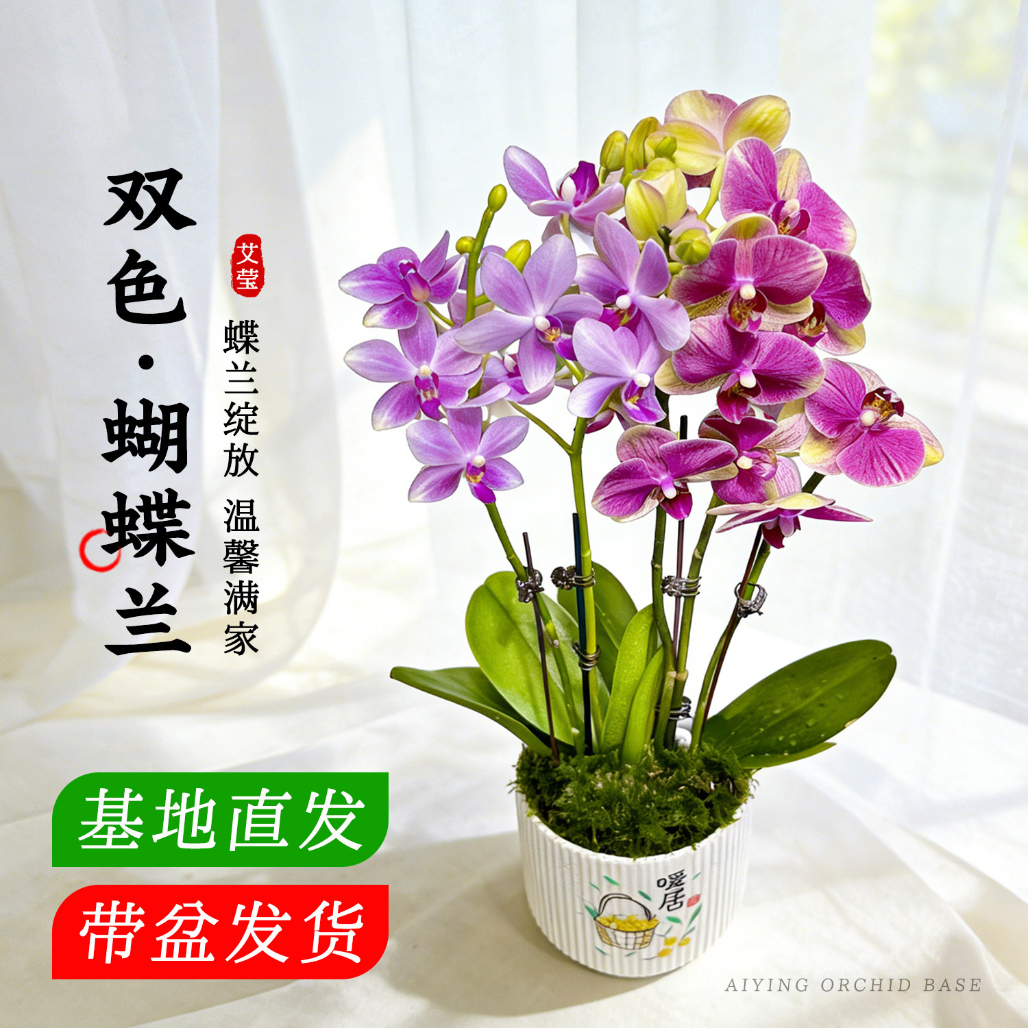 暖居蝴蝶兰盆栽带花苞带盆花卉绿植物室内高档兰花苗四季好养易活
