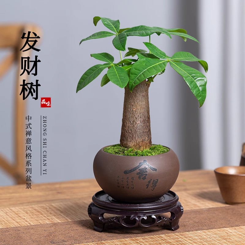 发财树盆栽植物室内客厅禅意招财树盆景办公室桌面好养四季绿植q