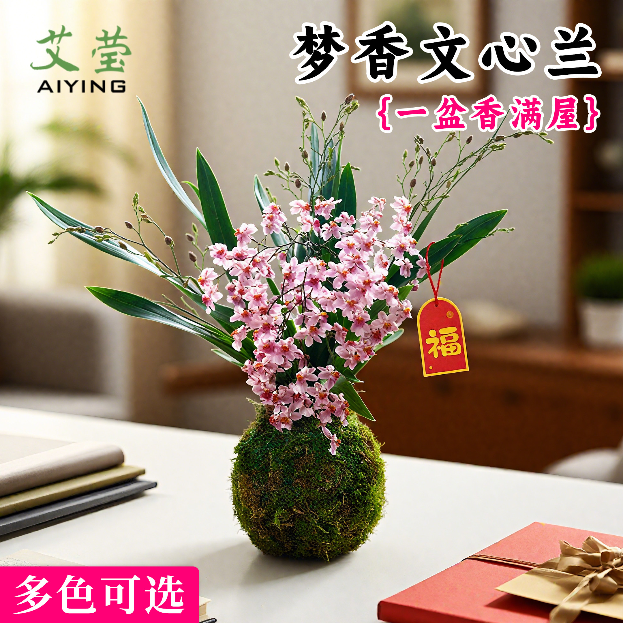 文心兰花苗冬带花箭香水梦香兰植物桌面绿植冬季耐寒花卉盆栽好养