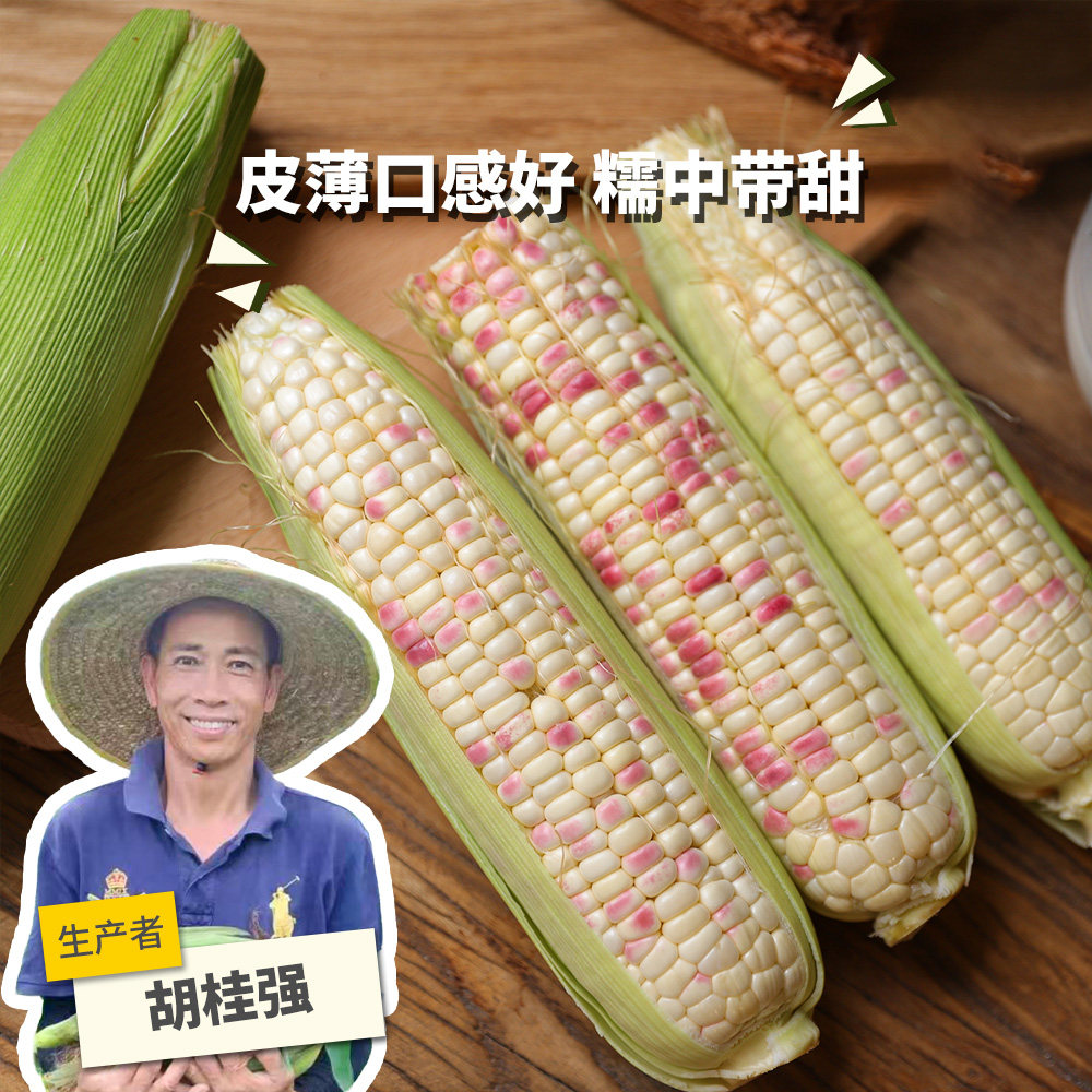 生态肇庆甜糯玉米 1.5kg/2.5kg 绿手指份额农园