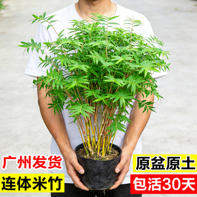 米竹盆栽室内客厅桌面慈孝竹可水培植物花卉观音竹富贵竹凤尾竹子