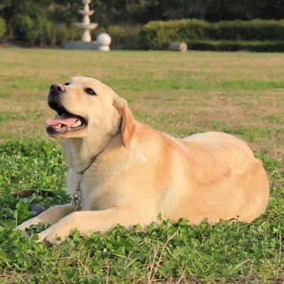 拉布拉多幼犬好养活活物聪明高智商黄色短毛狗伴侣犬健康奶油色狗