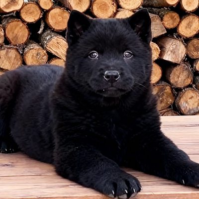 黑狗护主猫耳聪明好养短毛狗活物