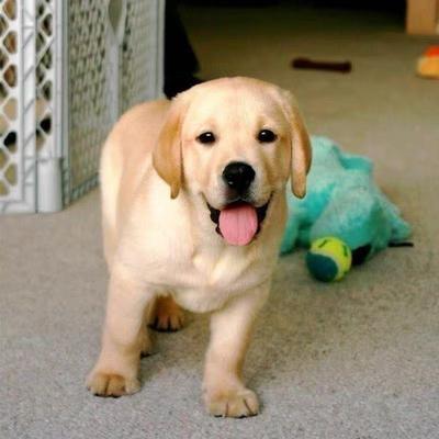 拉布拉多幼犬健康好养活活体神犬小七聪明宠物狗工作犬巡回犬白色