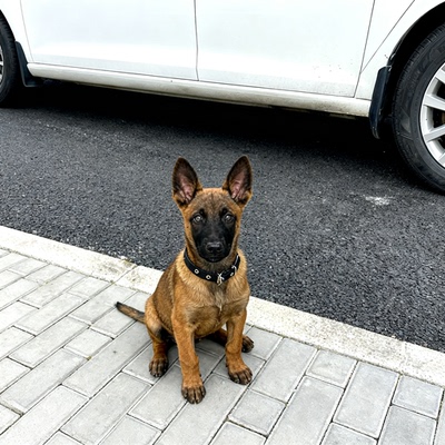 马犬幼犬看家犬黄马狼狗幼宠活物