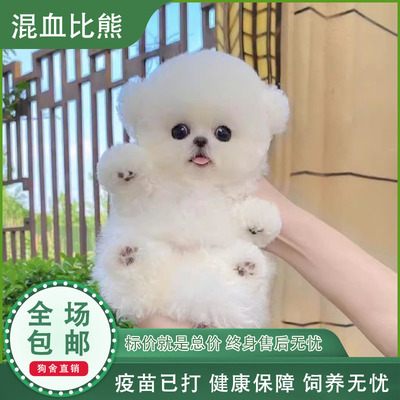 比熊混血超可爱狗狗白色精品超萌网红迷你小型犬家养家庭便宜聪明