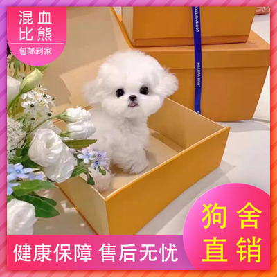 比熊混血大眼睛家养聪明精品活体便宜犬网红狗狗韩系小狗家庭超萌