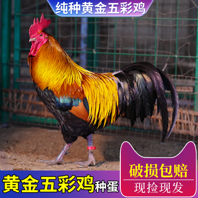 怒晴黄金五彩山鸡种蛋受精蛋可孵化观赏鸡五彩大公鸡活苗红腹锦鸡