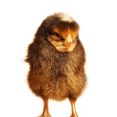 鸡蛋受精蛋可孵化土鸡种蛋青脚麻红玉散养土鸡种蛋传统高产土鸡蛋