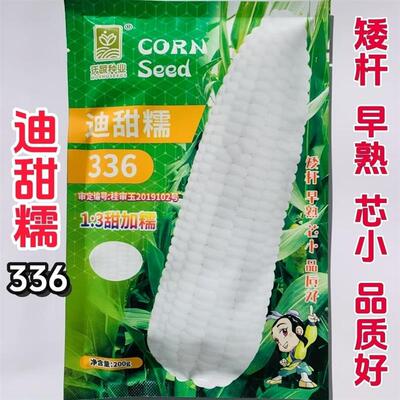 迪甜糯336甜糯玉米种籽早熟矮杆大棒白粘糯玉米种子春秋种植