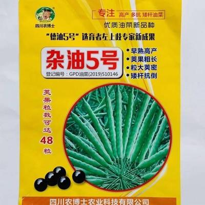 四川UVN杂油5油菜种子矮杆抗倒大粒号荚密抗病高产含油菜籽种子高