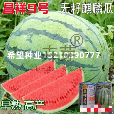 祥9号无籽西瓜种子8424昌美都薄皮大耐重茬VZO冰糖特麒麟西瓜籽种