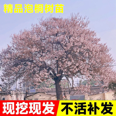泡桐树苗紫花名贵植物庭院