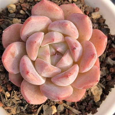 星星橙 玉芙蓉多肉植物布朗先生的多肉店阳台控养老桩 一物一拍