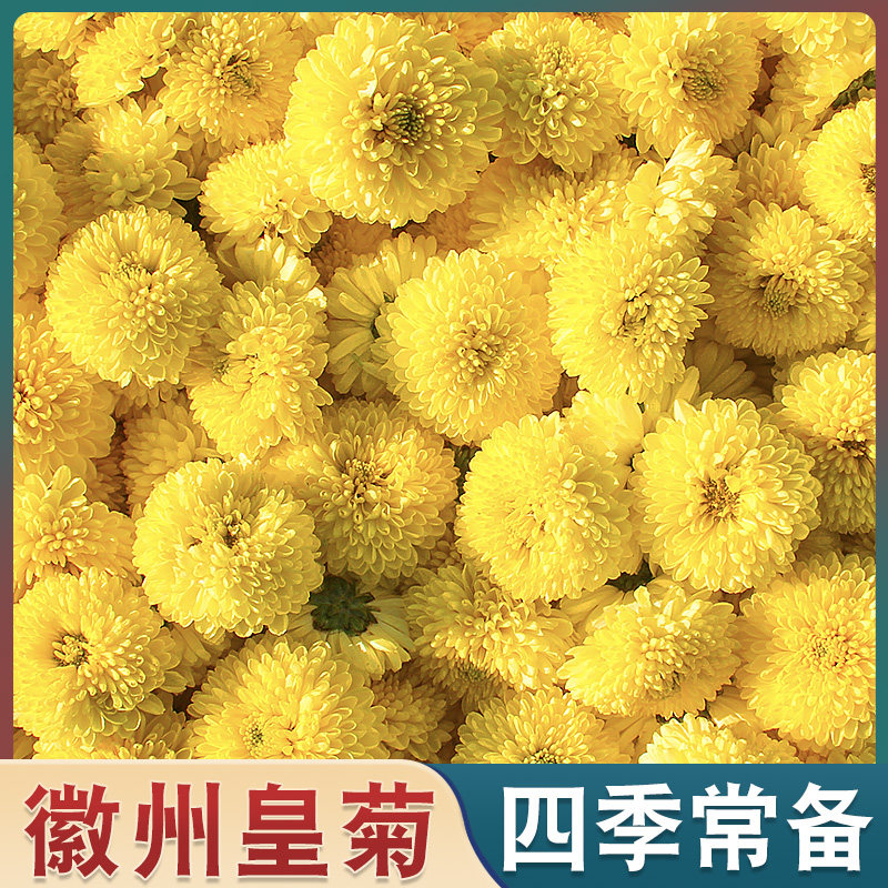 徽州皇菊黄菊花茶婺源菊花茶金丝黄菊花茶贡菊胎菊正品