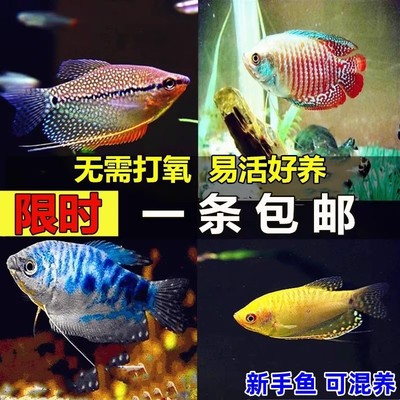 精品黄金曼龙观赏鱼五彩丽丽鱼