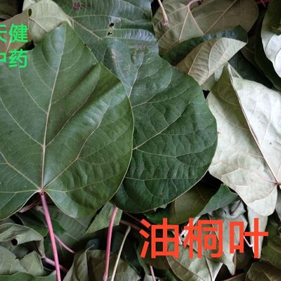 油桐叶中药材桐子树叶新鲜干货500克包邮