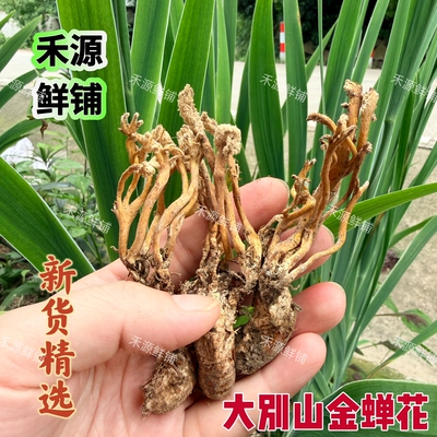 金蝉花农家采挖虫花知了新货大别山金蝉花250g个个花干农家采包邮