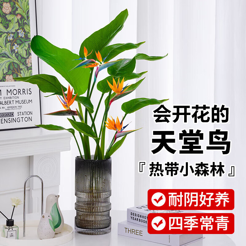 北欧网红鹤望兰苗极乐鸟花天堂鸟盆栽花苗四季客厅室内花卉绿植物