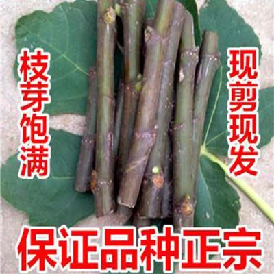 无花果苗耐寒多年生布兰瑞克阳台