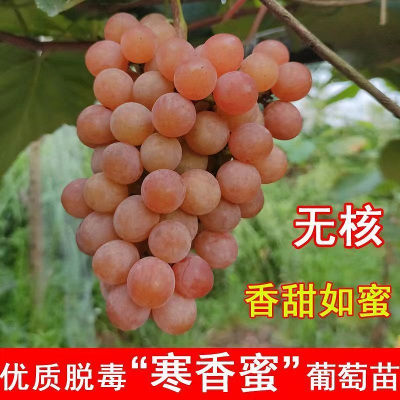 寒香蜜葡萄苖庭院爬藤种植室内阳台盆栽嫁接无核果树当年结果
