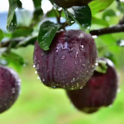 西藏林芝黑钻冰糖心苹果口感甜粉