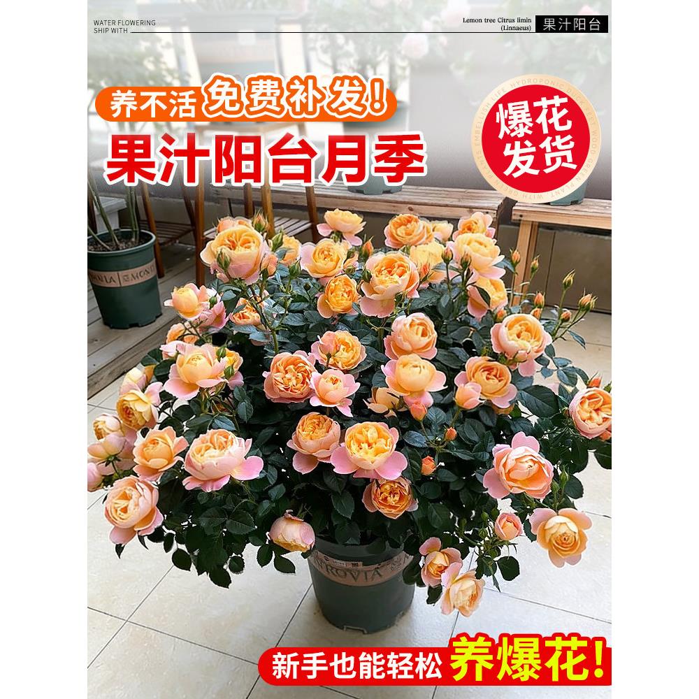 带花果汁阳台月季花苗盆栽带花苞四季常青花卉阳台玫瑰蔷薇花灌木