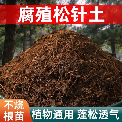 纯松针腐殖土兰花君子兰专用土松针腐叶土腐熟透气天然腐叶松针土