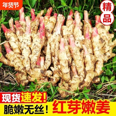 云南红芽嫩姜5斤装新鲜
