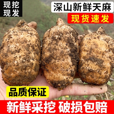 正宗新货乌天麻特级精选礼盒产地现挖现发新鲜小草坝带土天麻根
