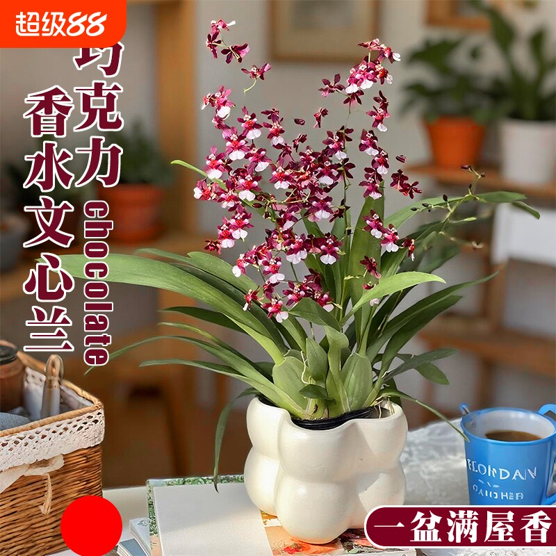 泰国巧克力香水梦香文心兰带花剑花苞盆栽室内好养浓香花卉绿植物