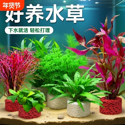 水草植物鱼缸造景专用造景净水草