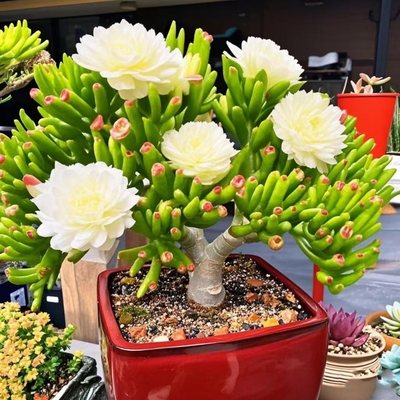 吸财树大老桩多肉|超1.2万次加购