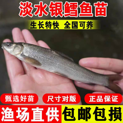 淡水银鳕鱼耐活易养吃水草浮萍
