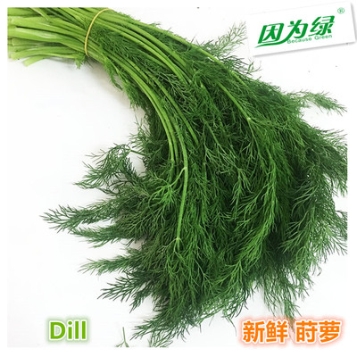 新鲜莳萝泰国香料dill江浙沪皖