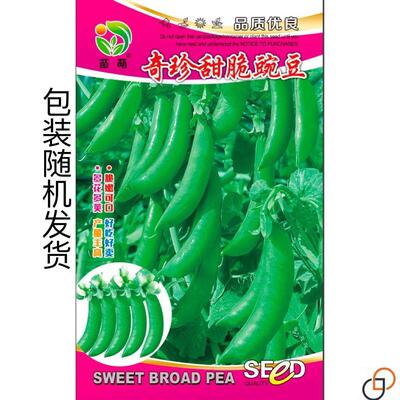 甜豌脆豆种子水果型可生吃KLK菜豌豌豆大荚青豆季甜豆尖四播蔬菜