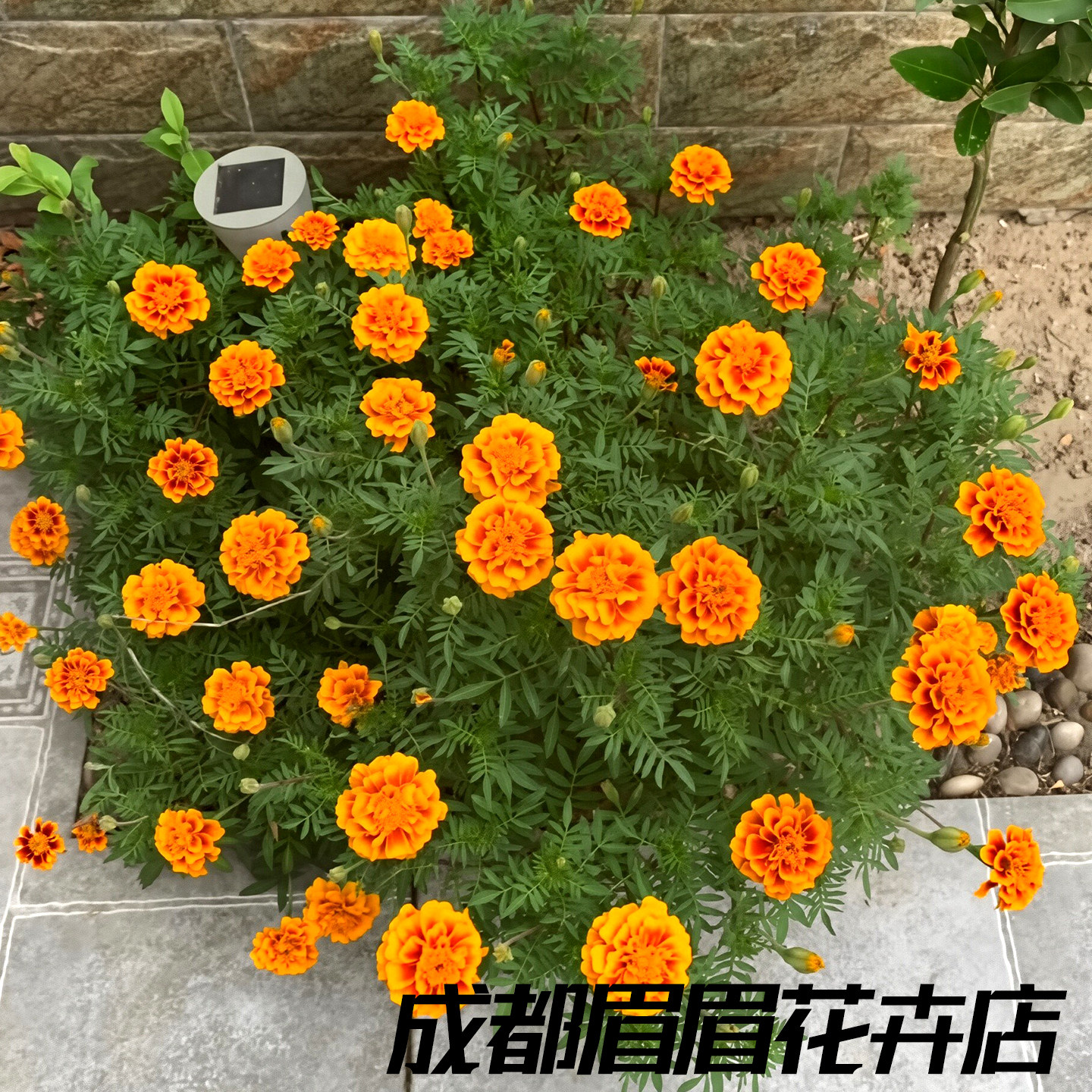 孔雀草观赏花卉苗盆栽万寿菊植物菊花类花镜造景庭院绿植花海打造