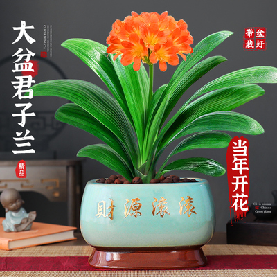 特级君子兰盆栽室内客厅四季好养