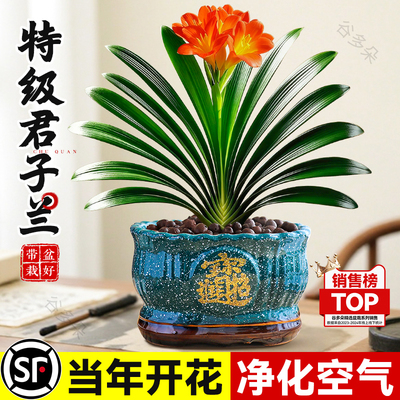 大盆君子兰盆栽室内好养盆景植物