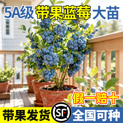 【热销带果蓝莓】四季蓝莓盆栽