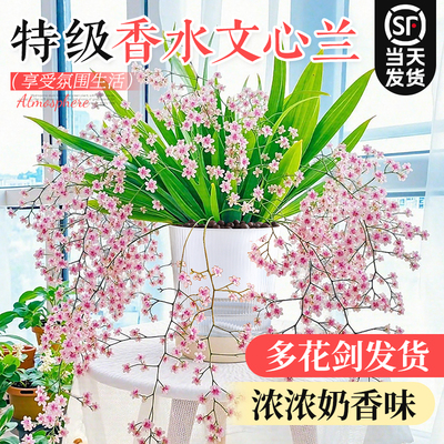 【花开爆满】大盆文心兰开花浓香