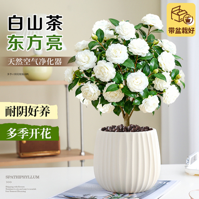 【带花苞发】白山茶开花浓香好养