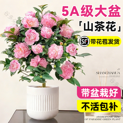 【带花苞】香妃茶花好养开花浓香