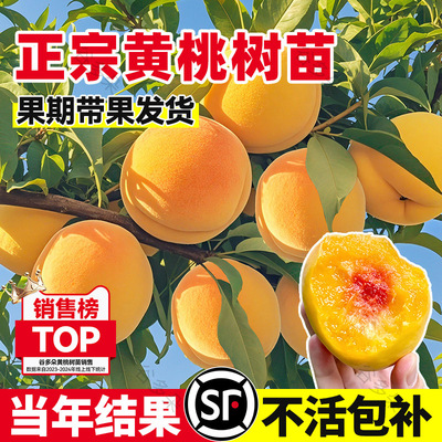 黄桃树苗桃树果苗冬桃嫁接苗果树