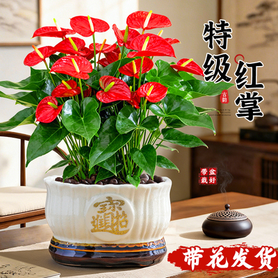 【带花红掌】桌面好养花卉绿植物