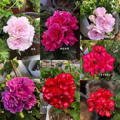 天竺葵直播间四季天竺葵